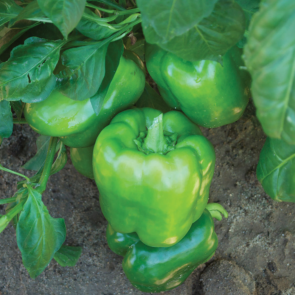 Jaguar F1 Hybrid Blocky Bell Sweet Pepper – DPSEEDS