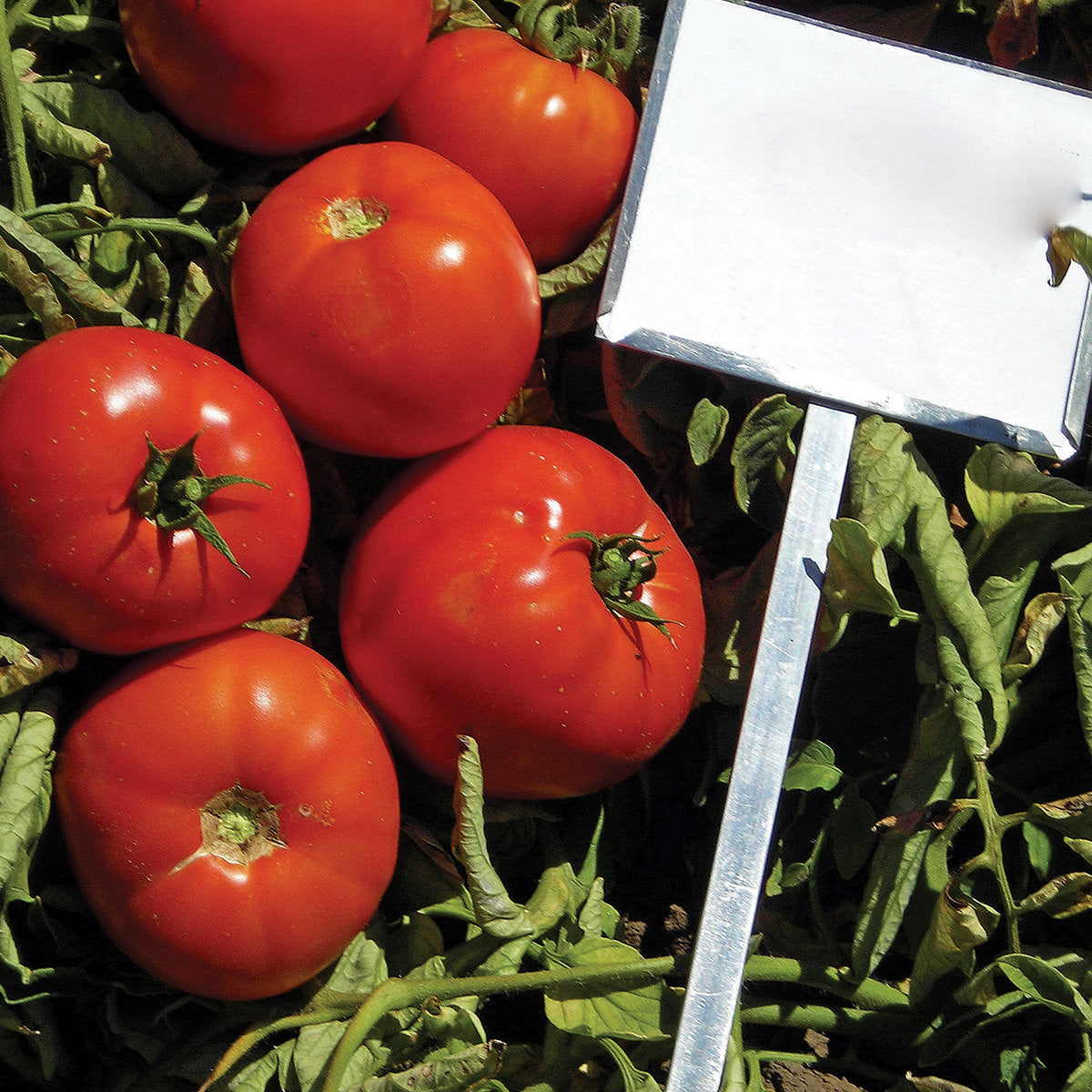 Hooty F1 Hybrid Determinate Open Field Round Tomato – DPSEEDS