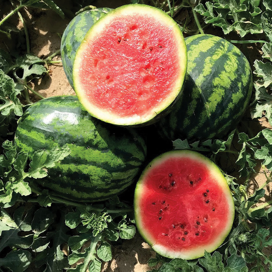 Mini Mike F1 Hybrid Diploid Red Flesh Watermelon – DPSEEDS