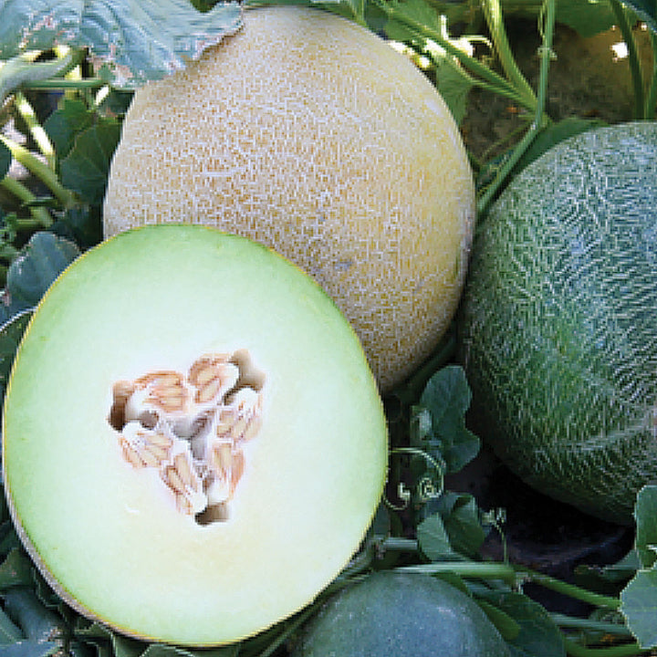Mixed Melon, Galia – DPSEEDS