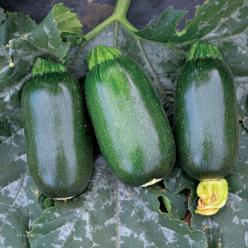Green Griller F1 Hybrid Round Zucchini Summer Squash – DPSEEDS