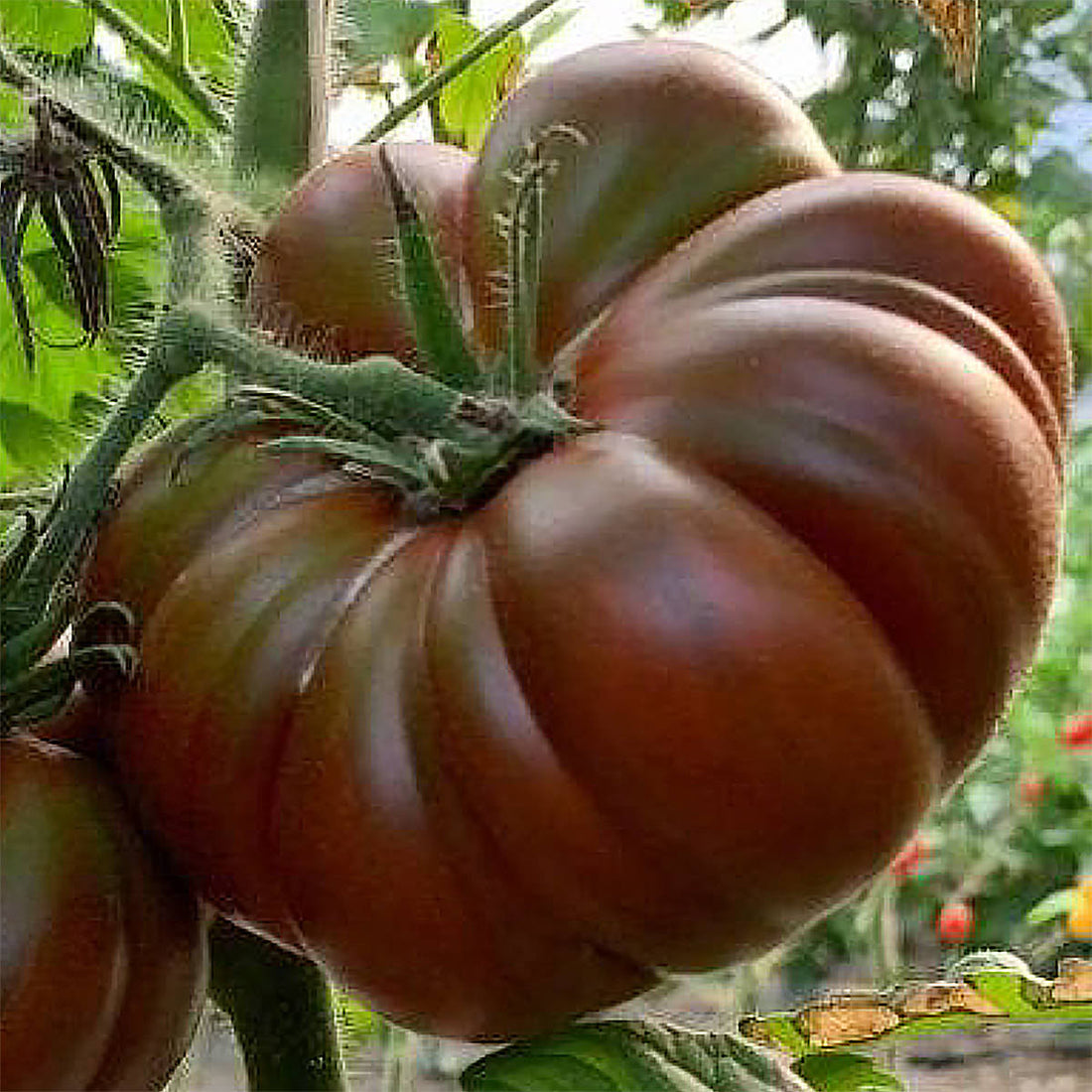 Mocha F1 Hybrid Indeterminate Heritage Tomato – DPSEEDS