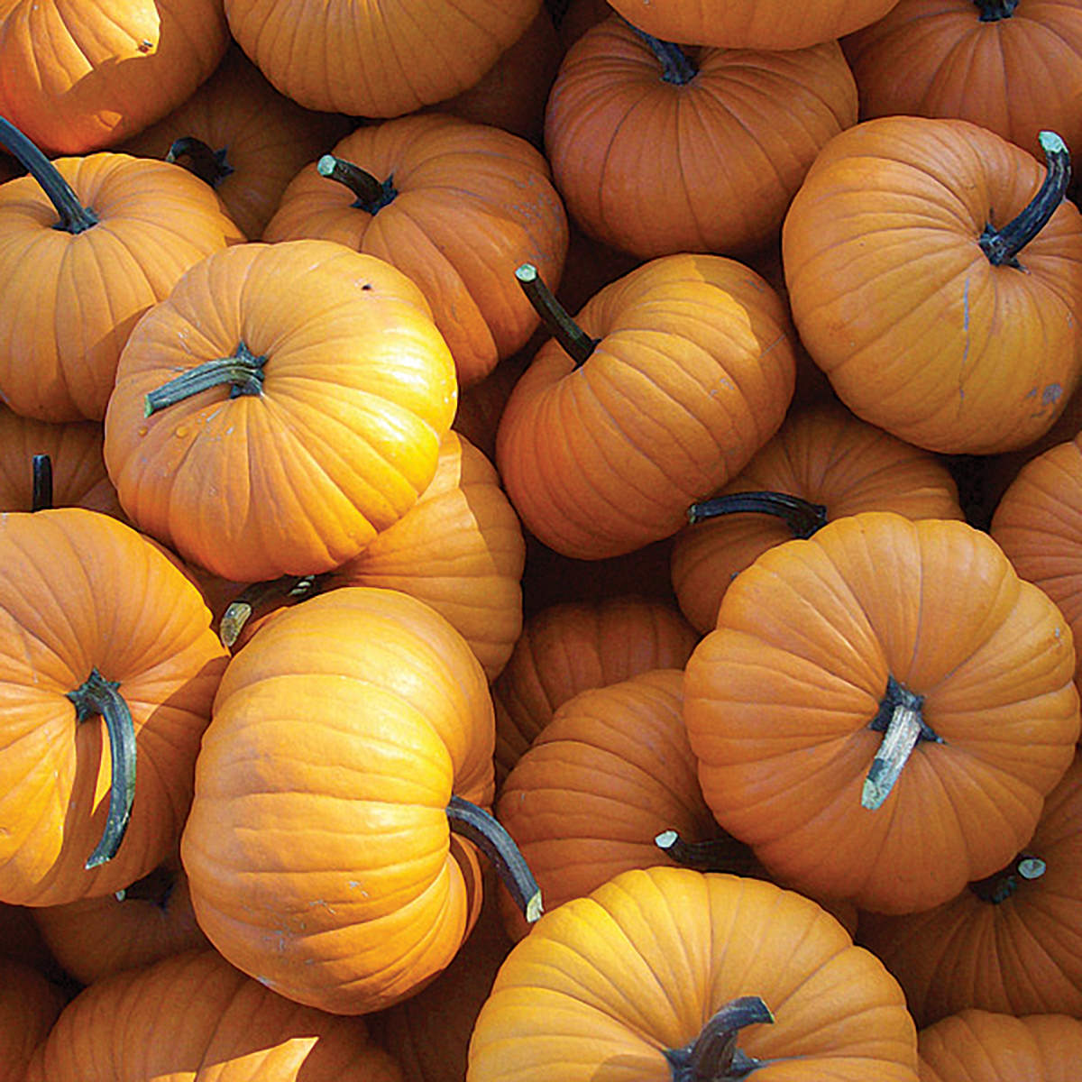 Flatso F1 Hybrid Pumpkin – DPSEEDS