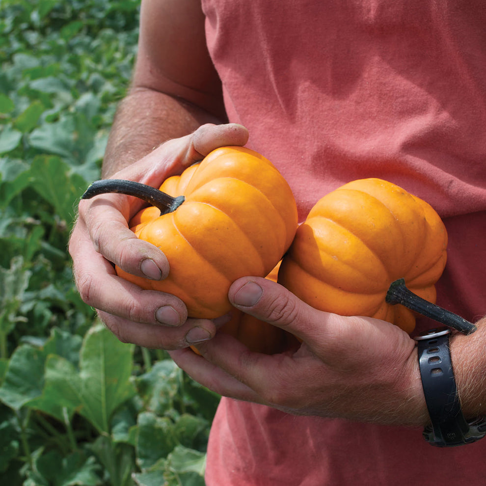 Orangita F1 Hybrid Mini Pumpkin – DPSEEDS