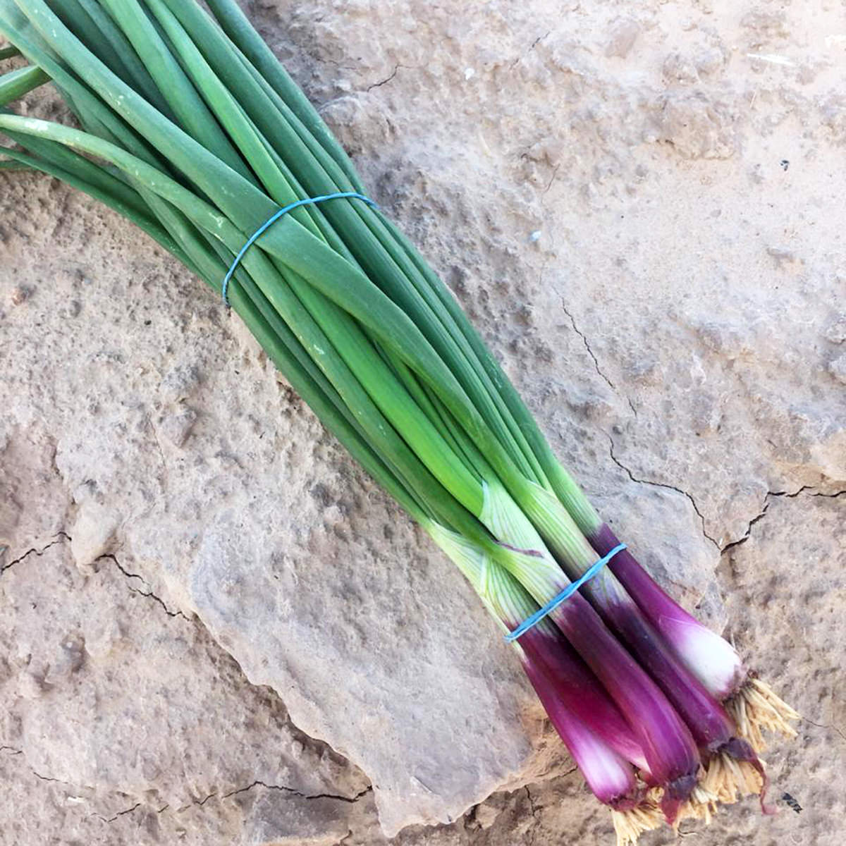 Red Eye F1 Hybrid Long Day Bunching Onion – DPSEEDS