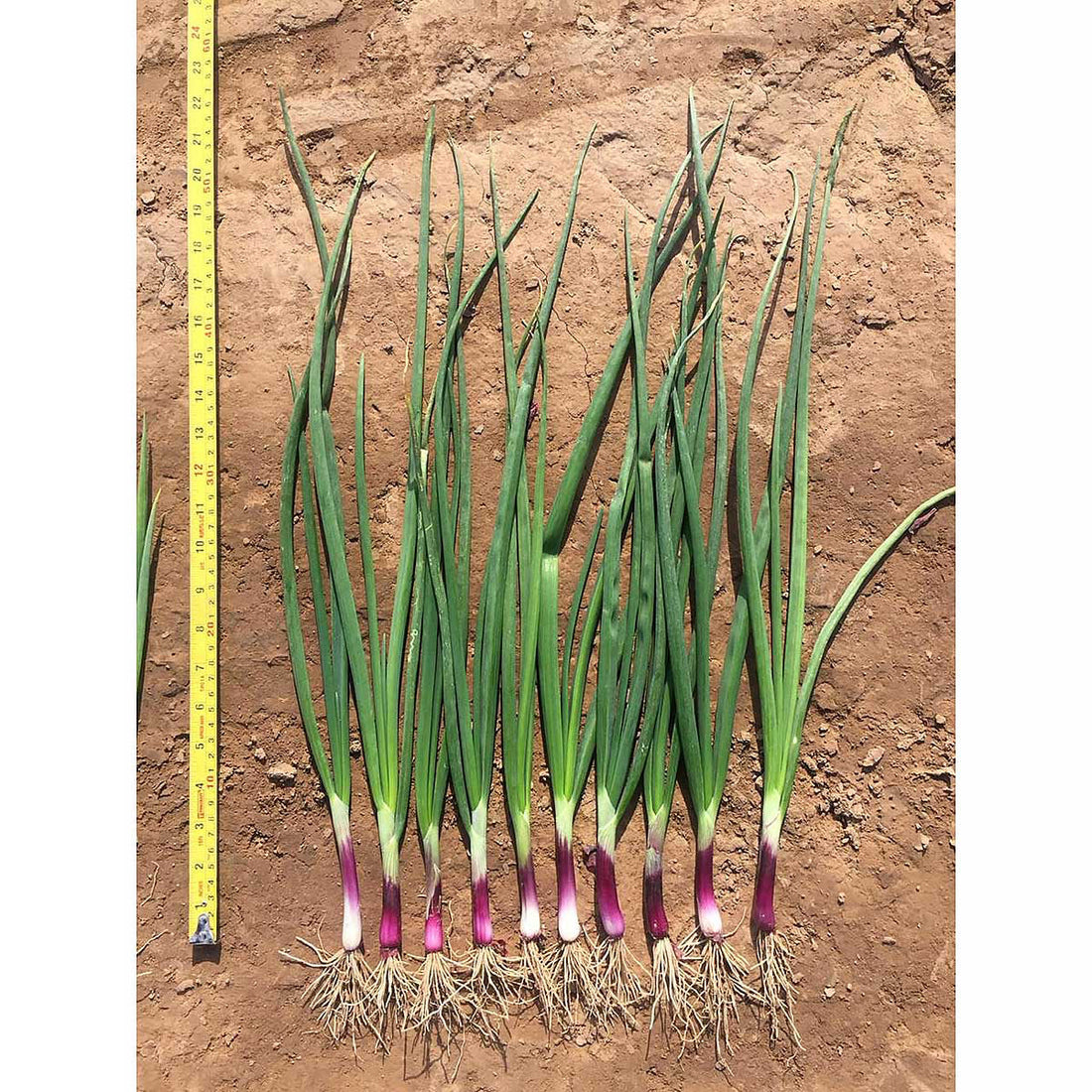Red Eye F1 Hybrid Long Day Bunching Onion – DPSEEDS