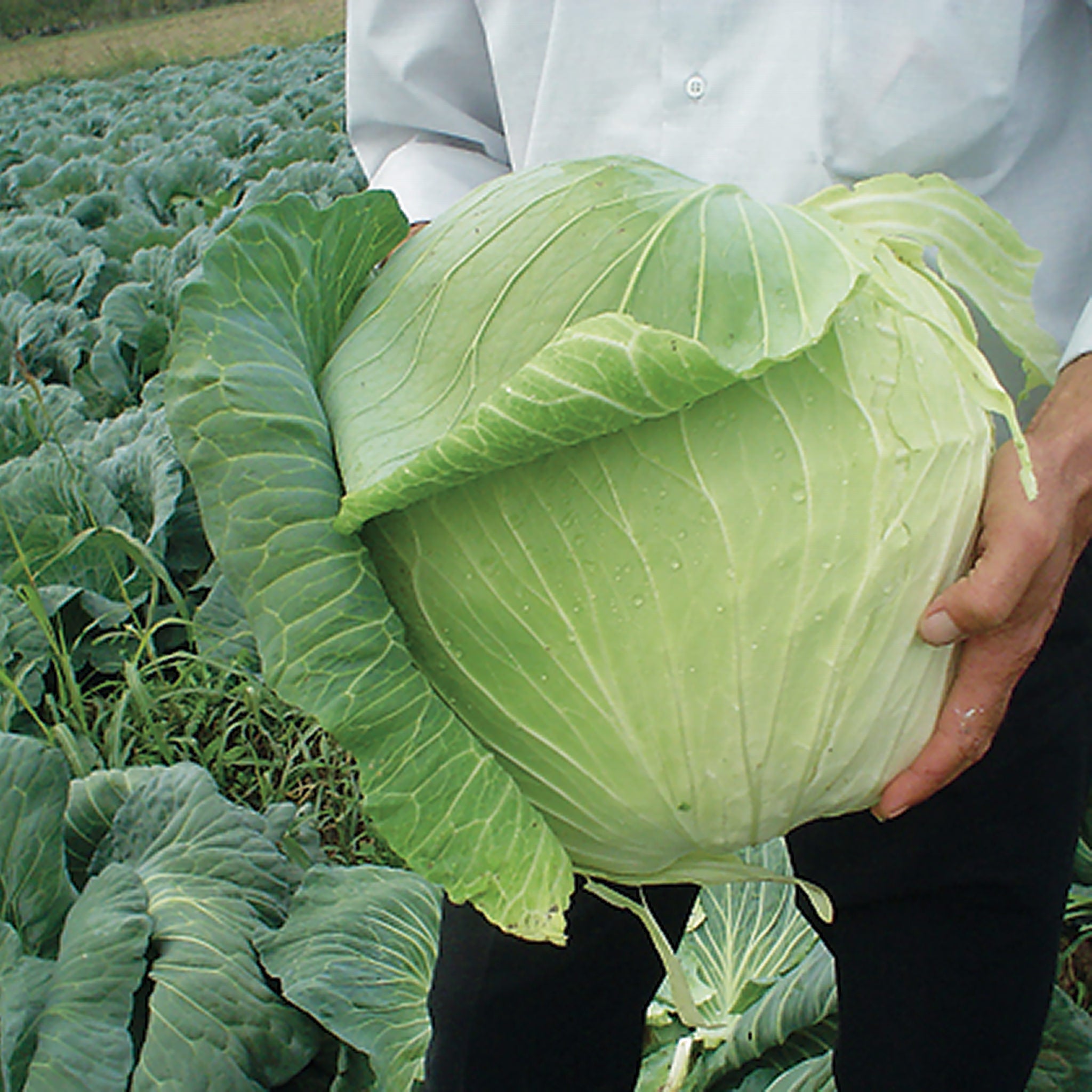 Harvest Mist F1 Hybrid White Cabbage – DPSEEDS