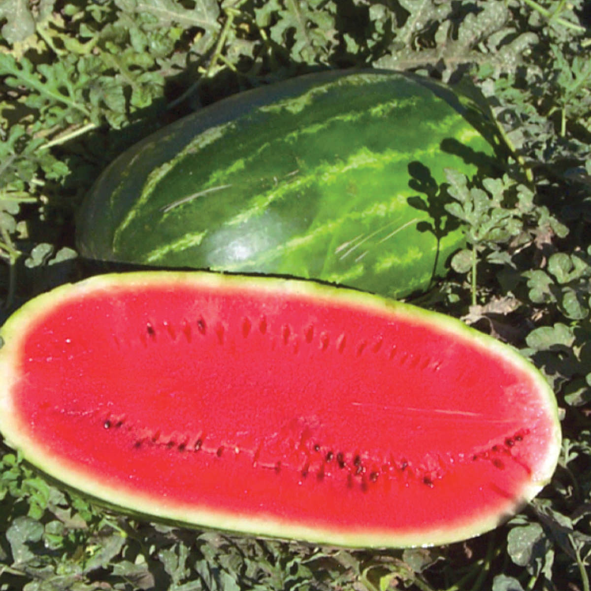 Waddie F1 Hybrid Diploid Red Flesh Watermelon – DPSEEDS